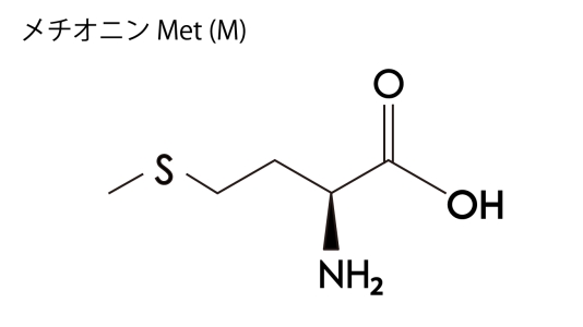 必須アミノ酸のメチオニン | 大阪市北区で東洋医学を学ぶなら澤楽
